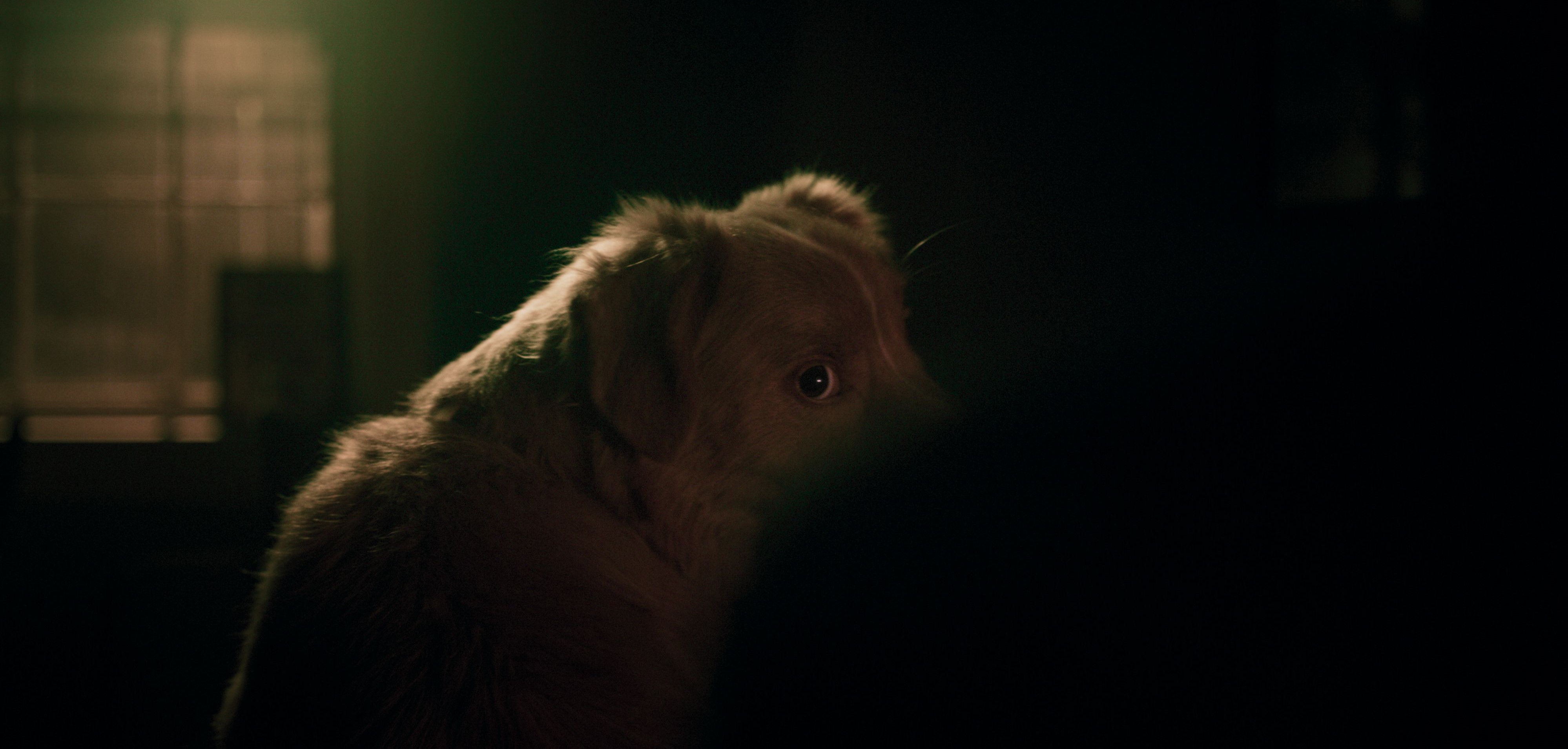 “Good Boy” Review: Indy the Dog Steals the Show – The Creative ...